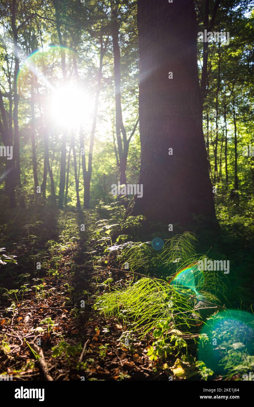 Sunlight vertical hi-res stock photography and images - Alamy