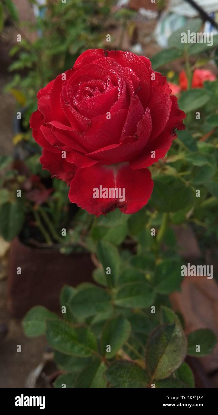 A vertical shot of a blooming red rose Stock Photo - Alamy