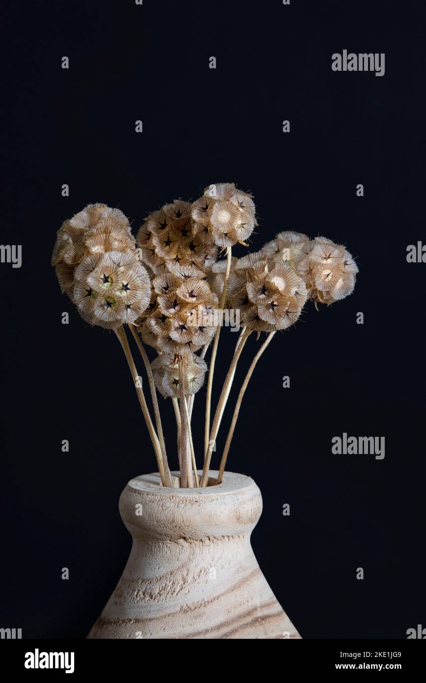 Scabiosa stellata seed hi-res stock photography and images - Alamy