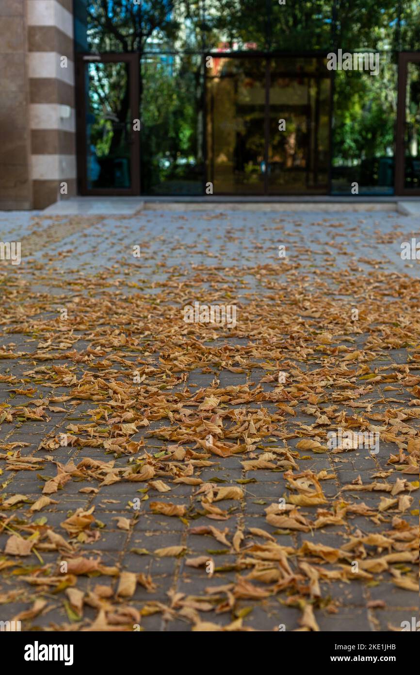 Falling leaves hi-res stock photography and images - Alamy