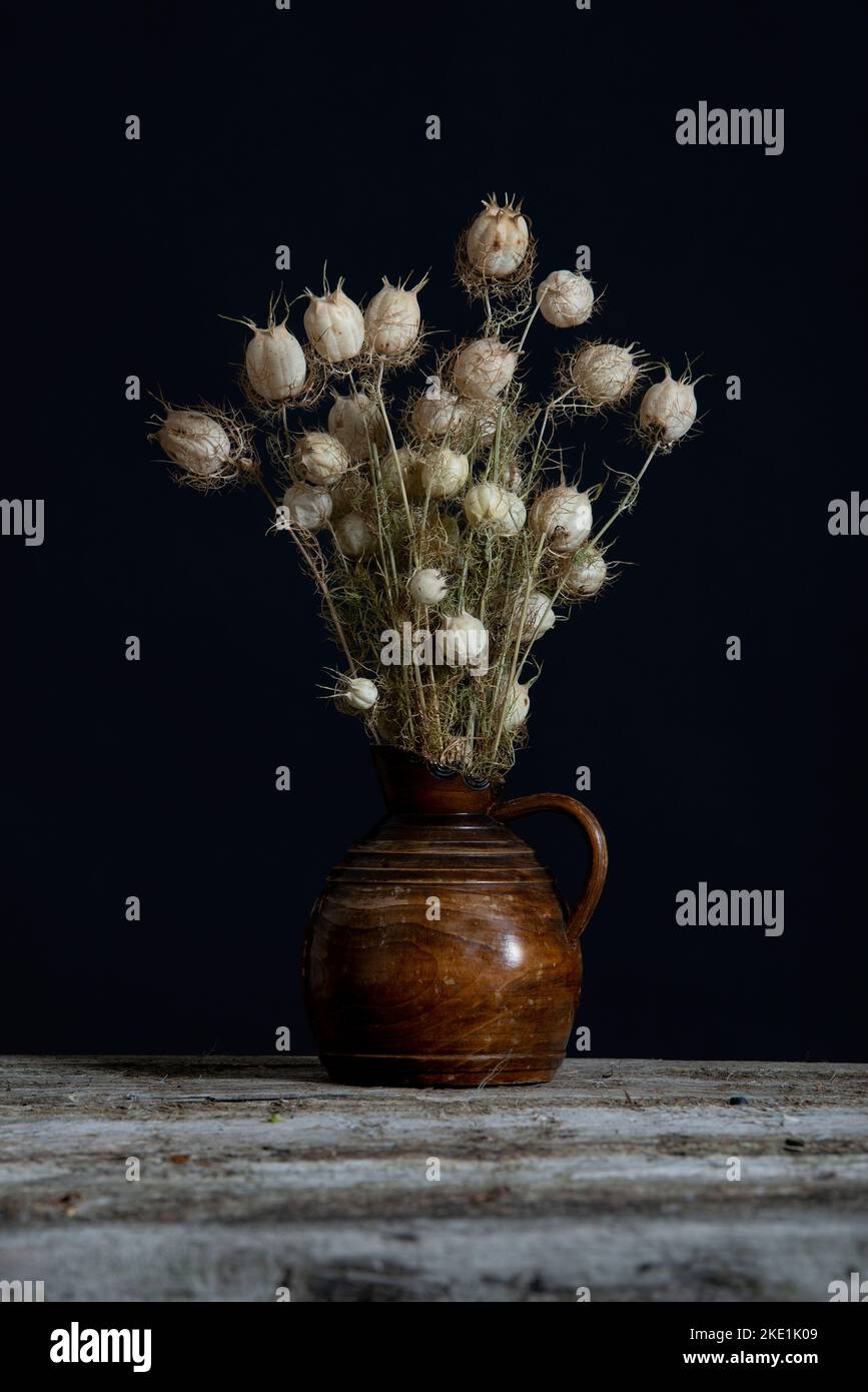 Nigella dried flower or seed pods in vase Stock Photo - Alamy
