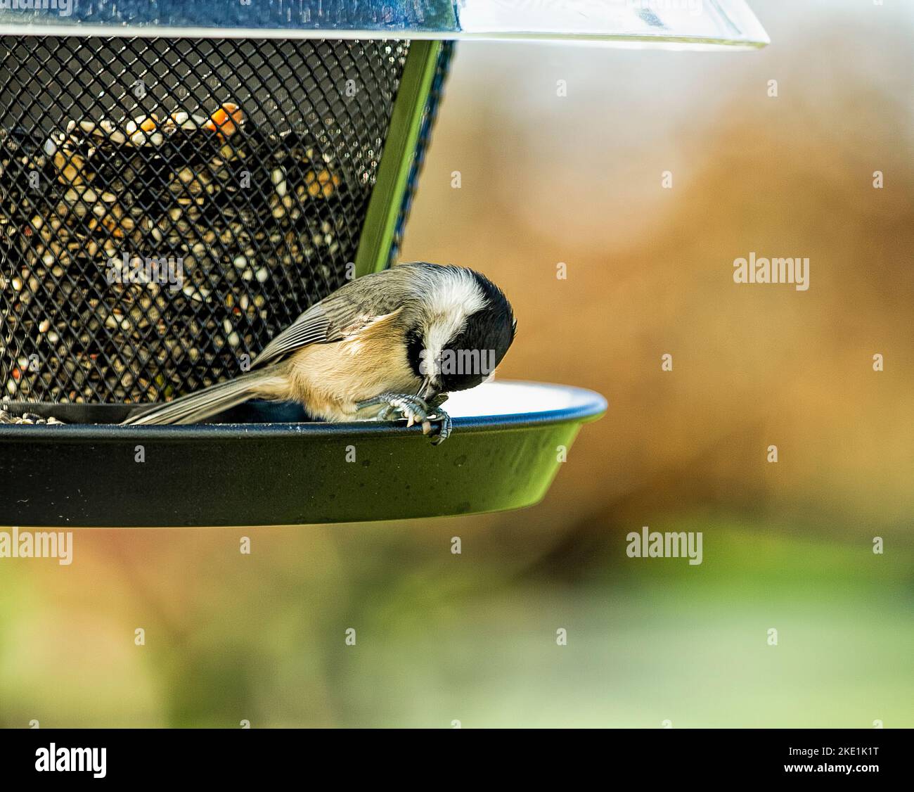 Chickadee birds hi-res stock photography and images - Alamy