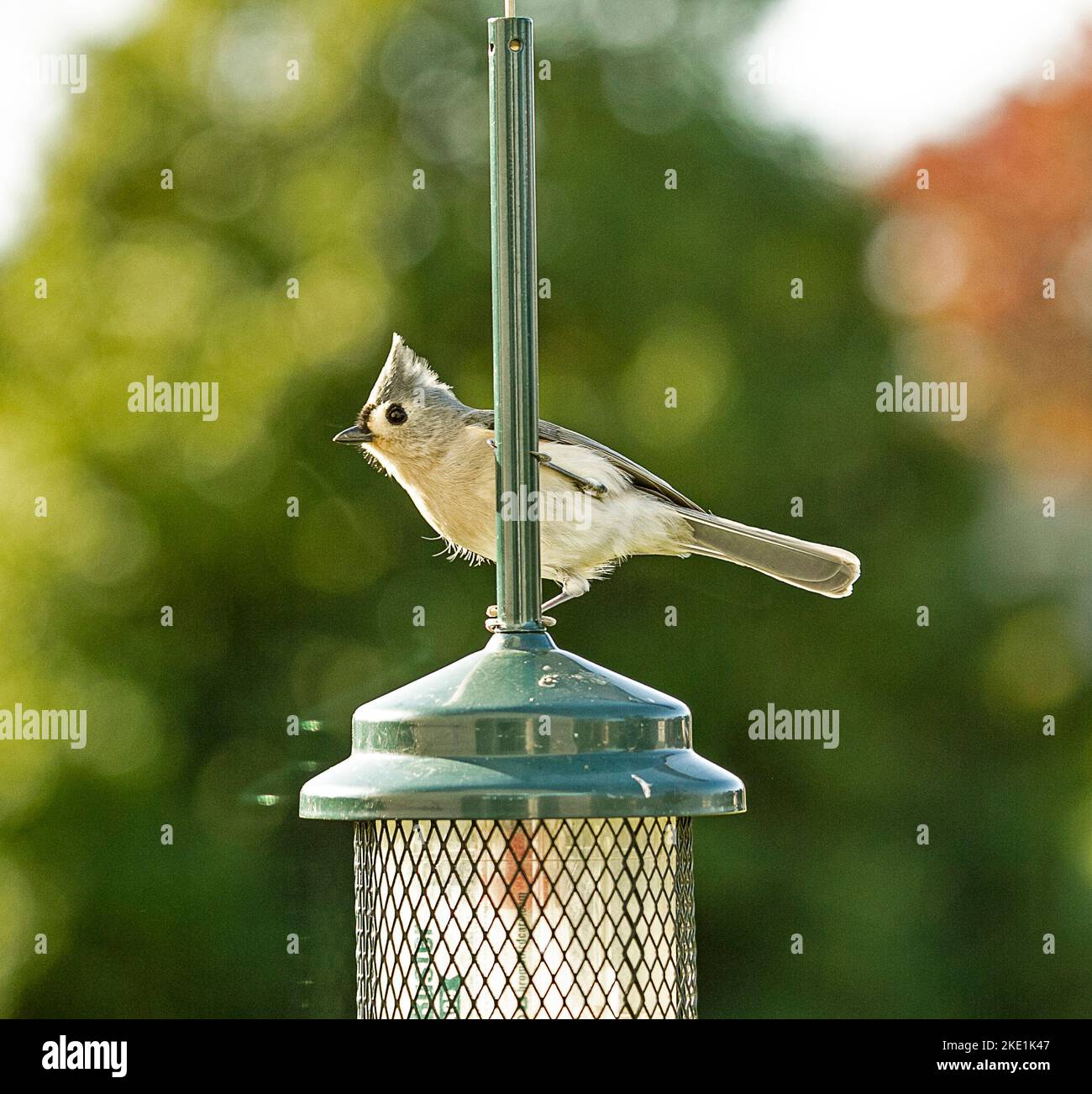 Tufted Titmouse Bird Perched on bird feeder Stock Photo - Alamy