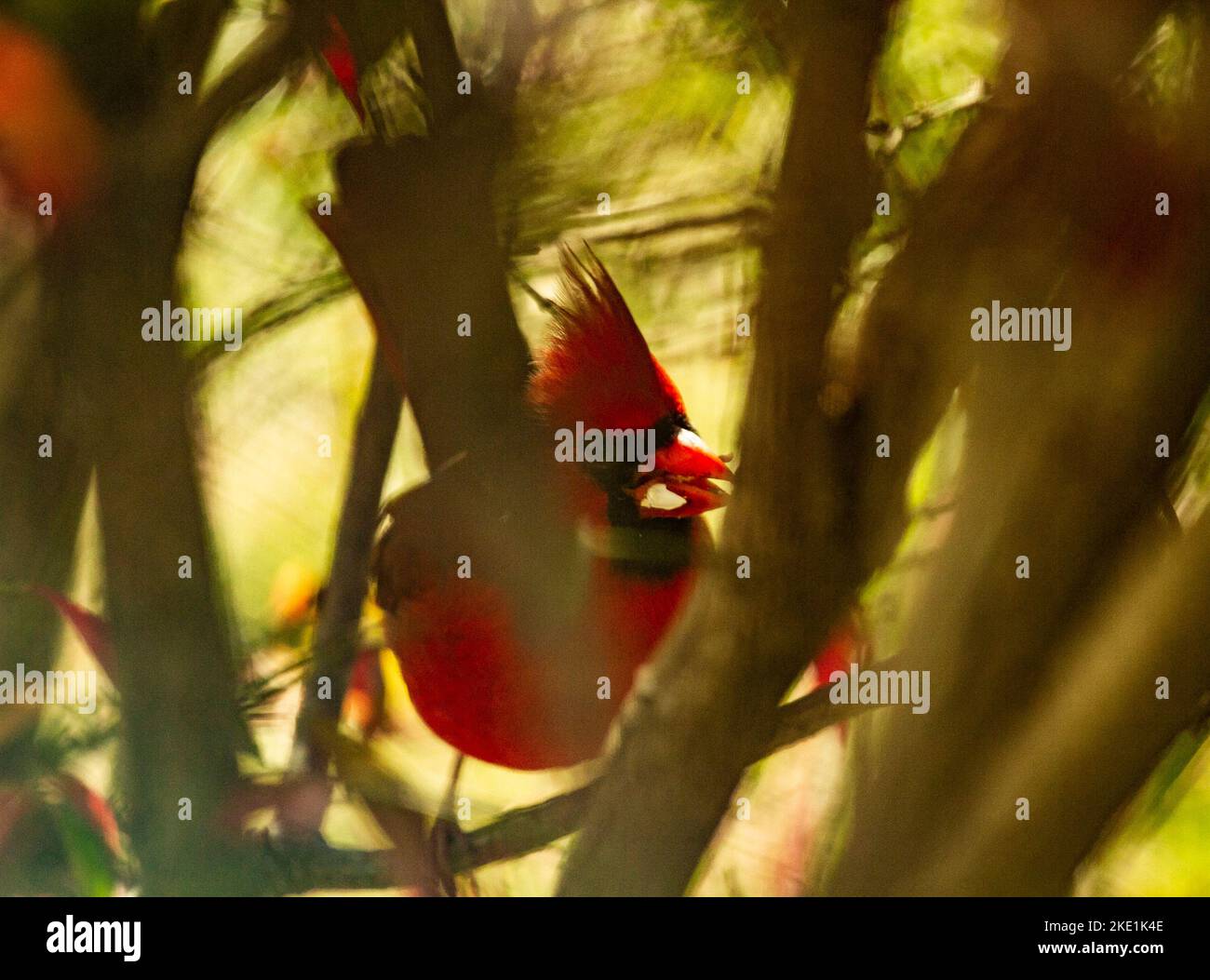 Red Cardinal Hiding in the Bushes Stock Photo - Alamy