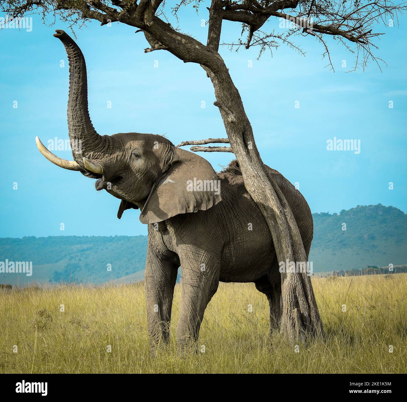 A beautiful African elephant scratching its back on a tree in Masai ...