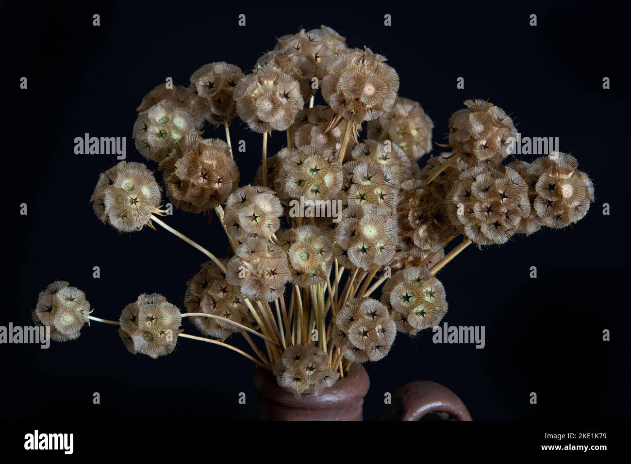 Scabiosa stellata seed hi-res stock photography and images - Alamy