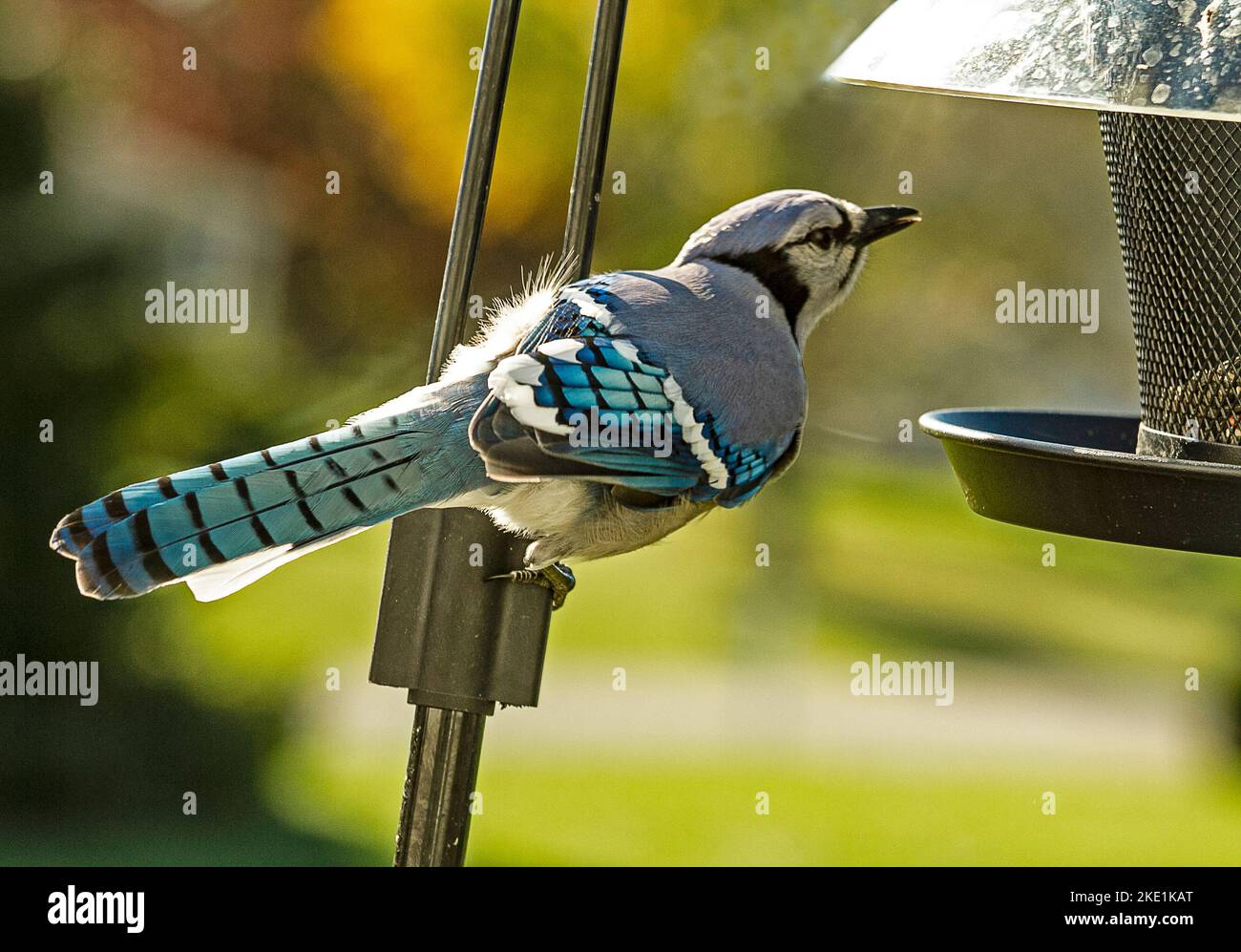 Beautiful Blue Jay Perched on Pole fully alert to his surroundings ...