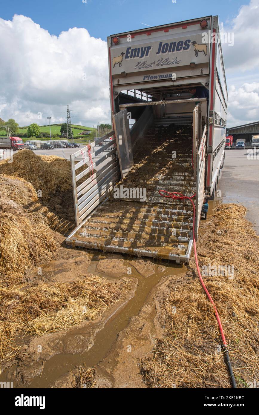 Washing down and disinfecting trailers used to transport livestock at ...