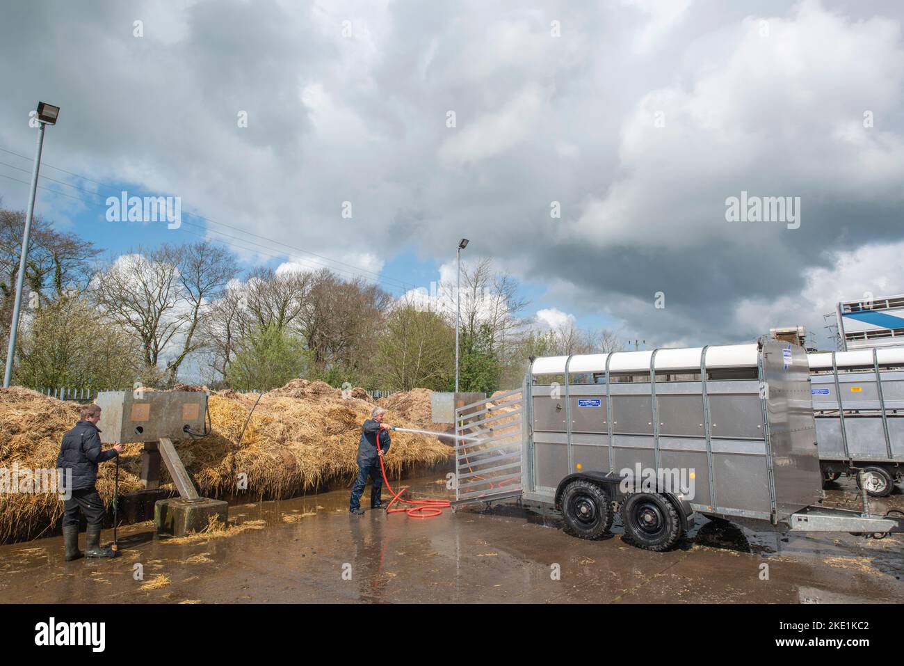 Washing down and disinfecting trailers used to transport livestock at ...