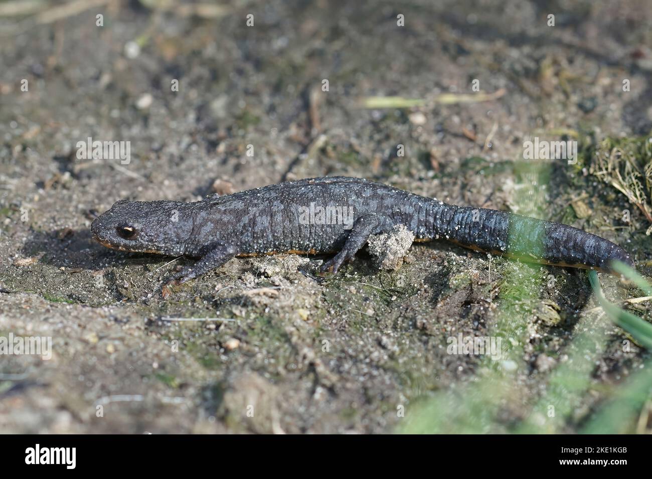 A closeup of an Alpine newt standing on the soily ground Stock Photo ...