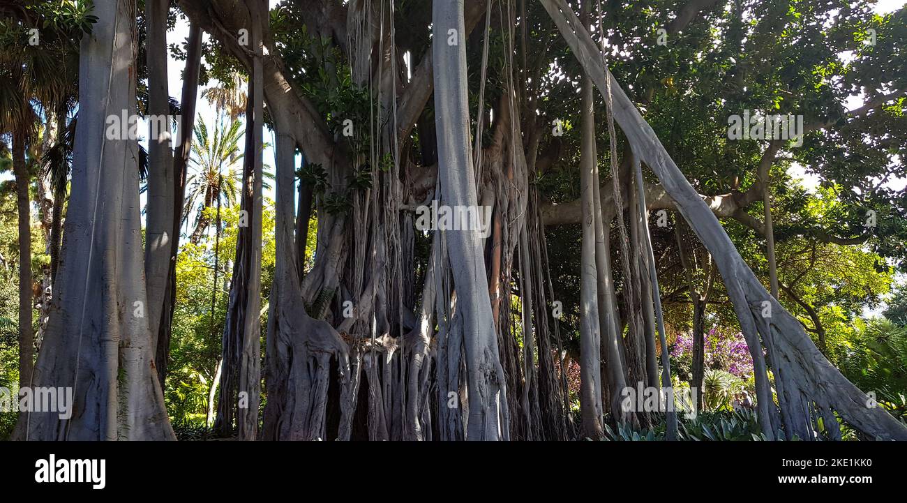 The old trees in a forest for cool background Stock Photo - Alamy