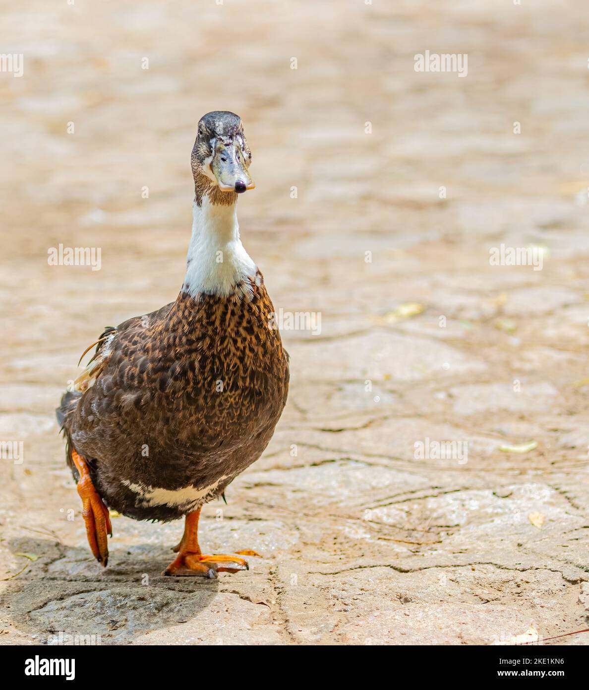 A vertical image of Indian Runner Duck coming toward the viewer Stock ...