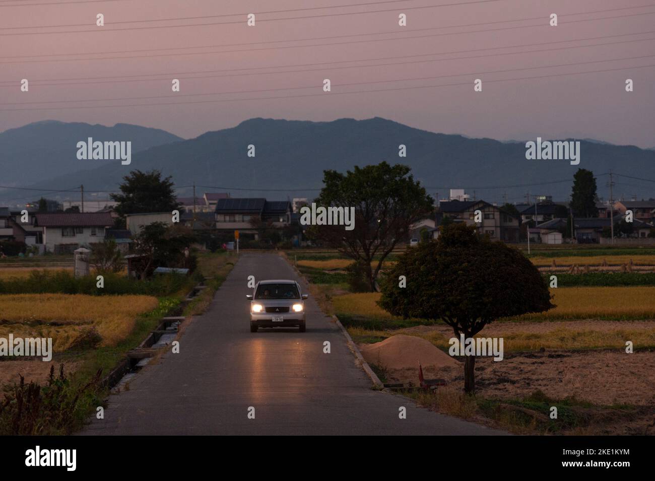 Dusk falls on a car driving between ripening rice fields in the rural ...