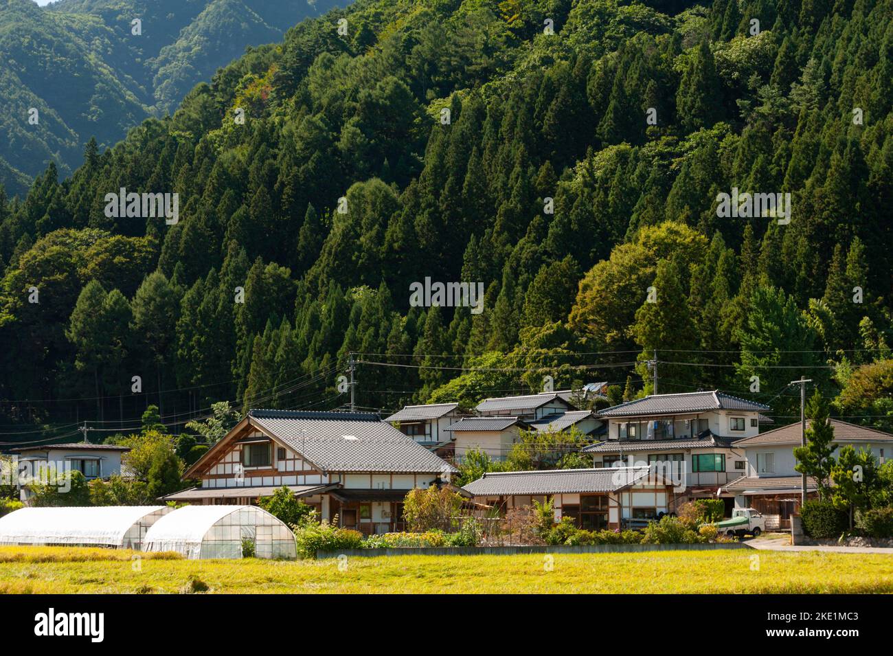 Rural farm buildings, backed by forested slopes of Satoyama, and with ...