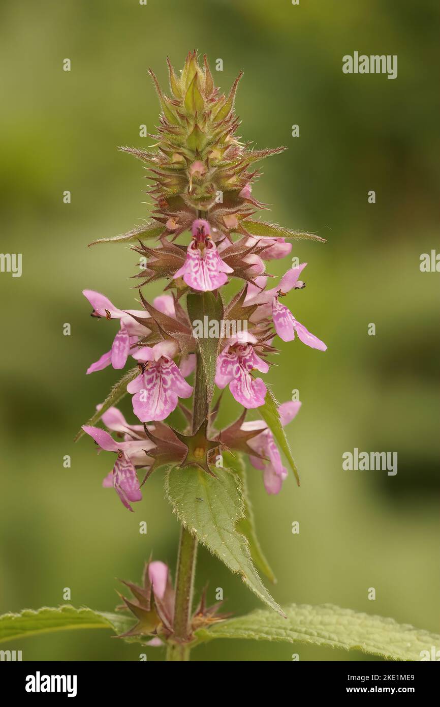 A Marsh woundwort flower on a natural blurred background Stock Photo ...