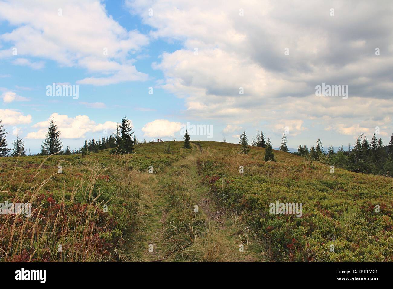 A beautiful view of a hill covered in trees with a blue sky background ...