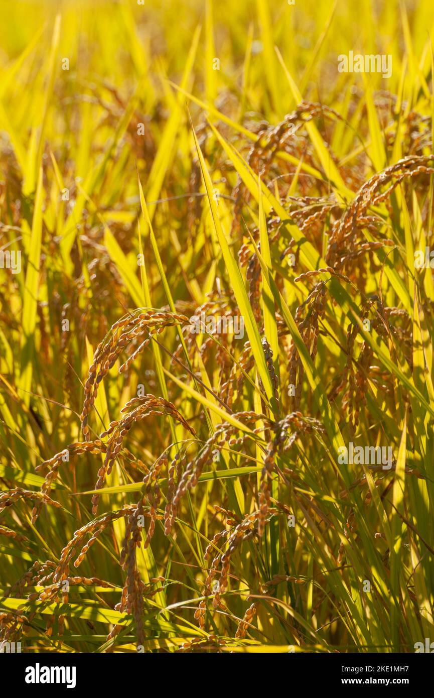 Ripening rice grows in a paddy on the outskirst of Matsumoto, Nagano ...