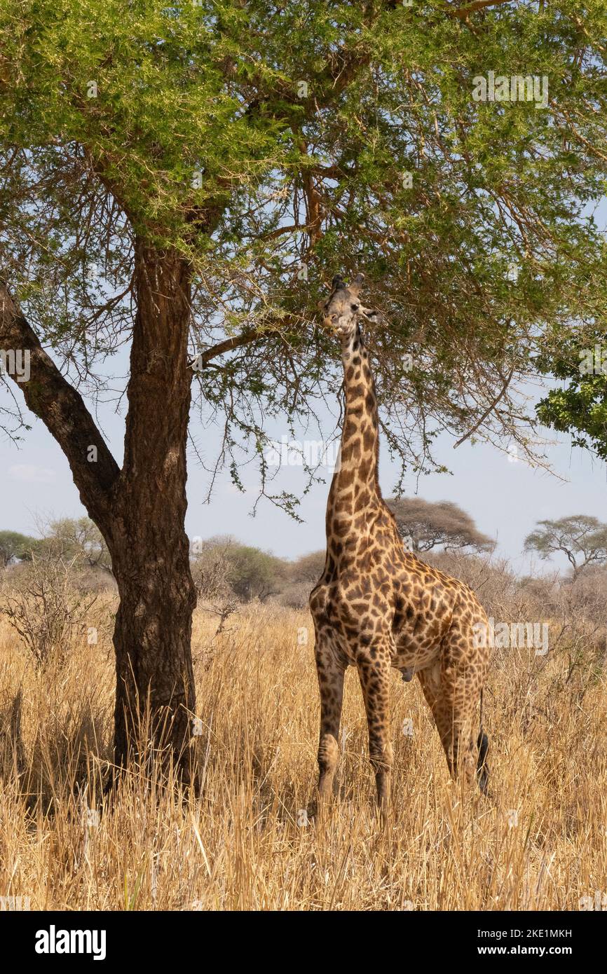 A male giraffe eating off an acacia tree in the african savannah on the ...