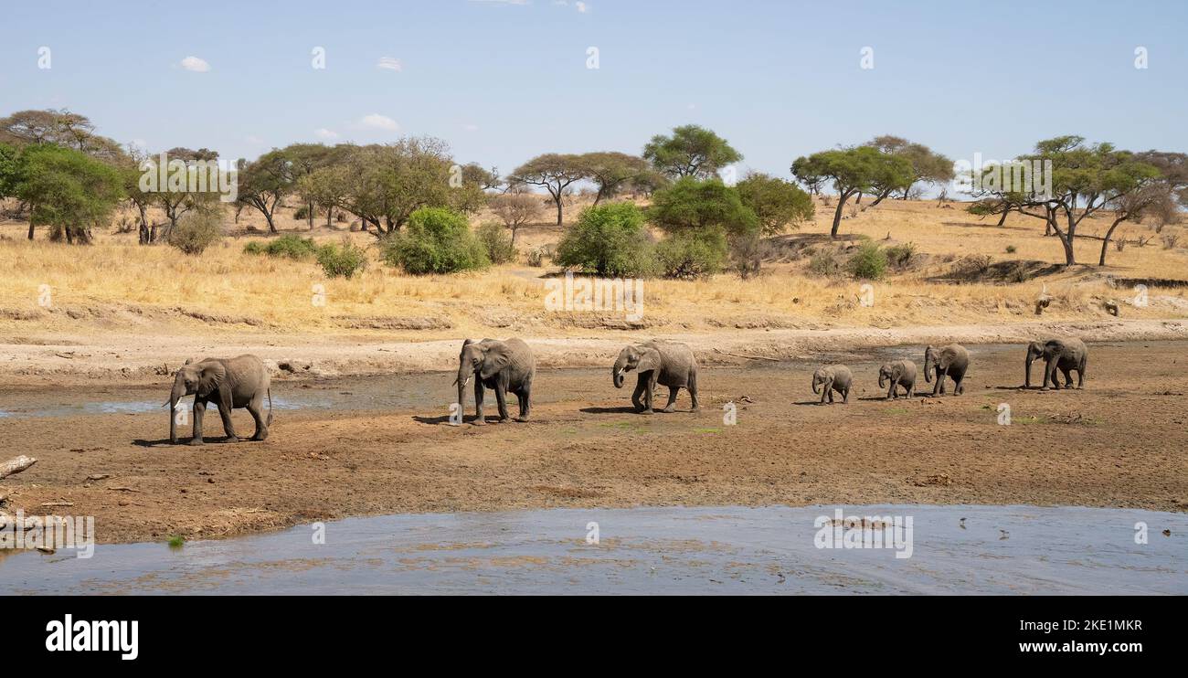 Elephants in dry riverbed hi-res stock photography and images - Alamy