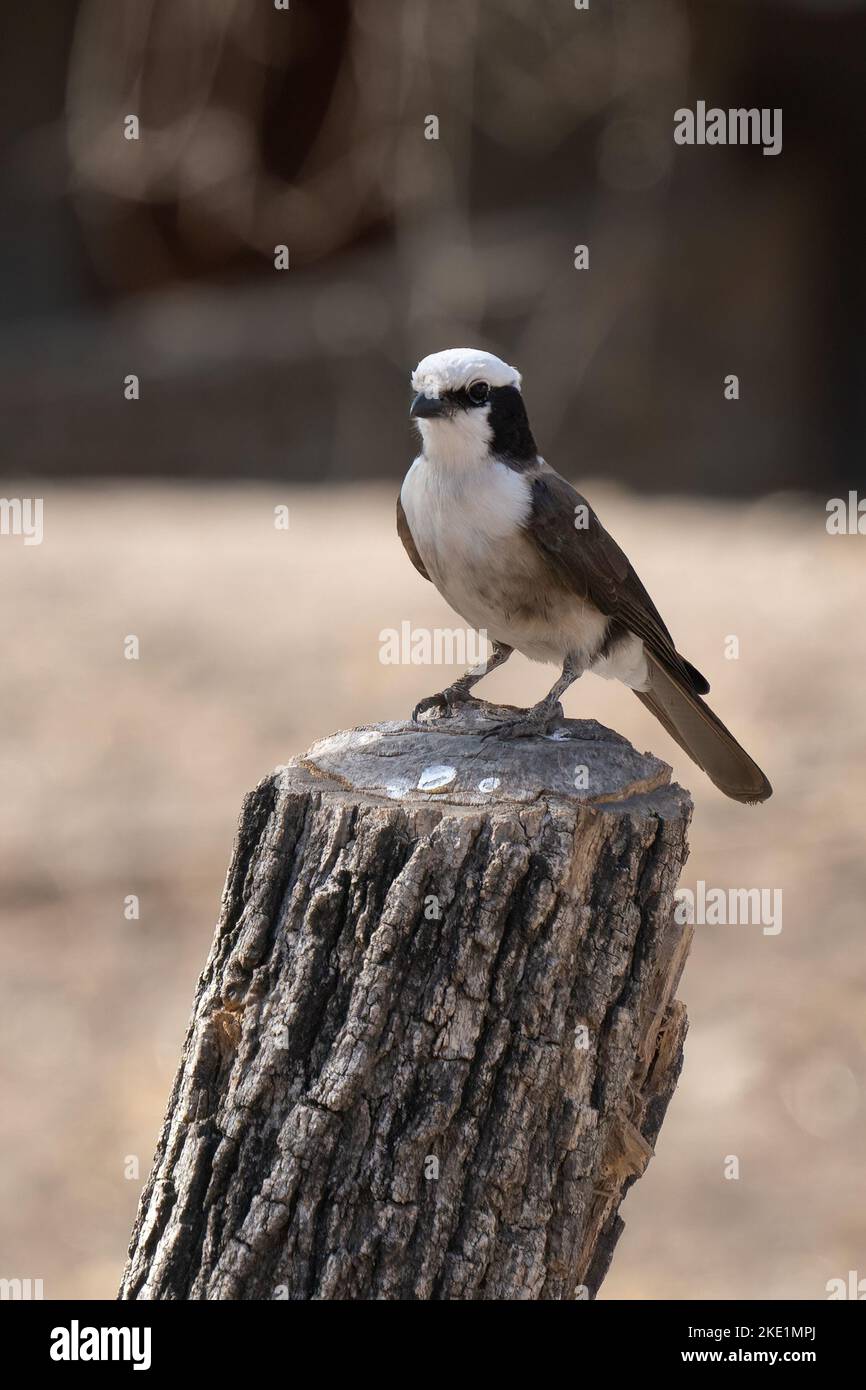 A white crowned shrike perched on a tree stump in Tanzania Stock Photo ...