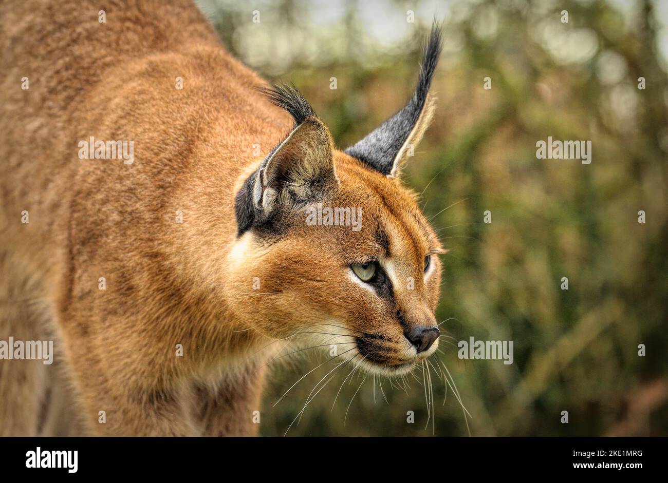 Caracal carnivorous animal hi-res stock photography and images - Alamy