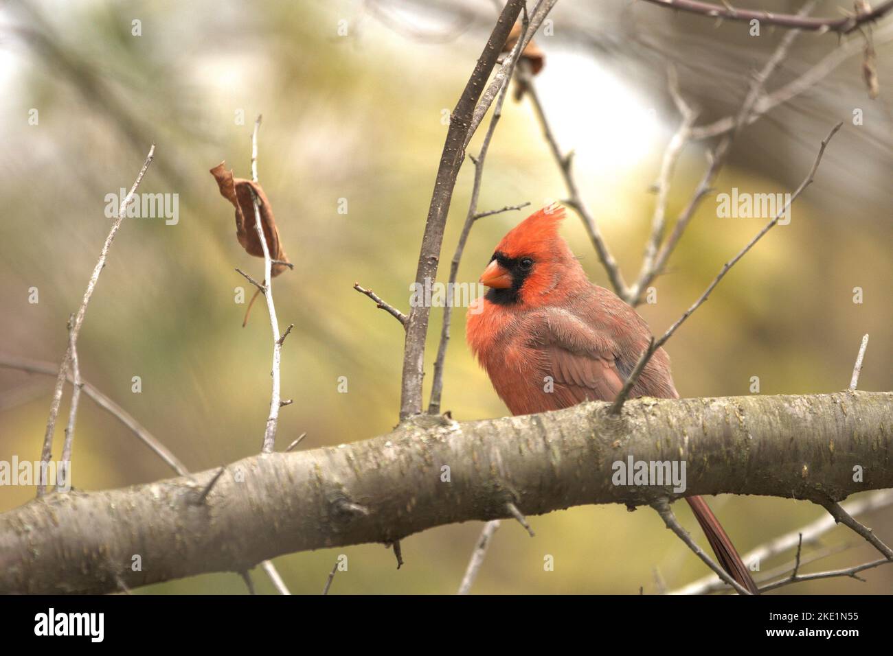 A red cardinal bird perched on a branch Stock Photo - Alamy