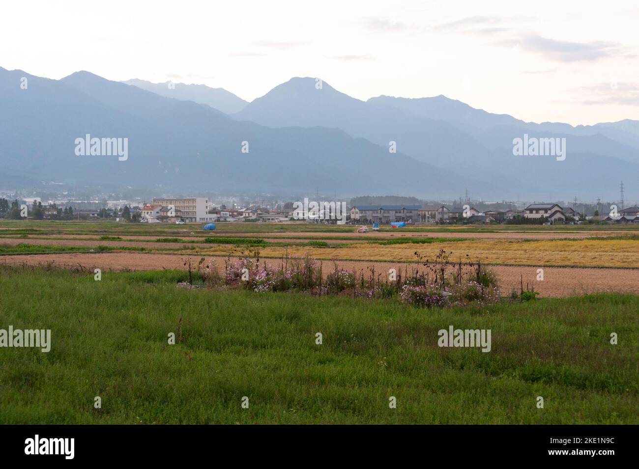Dusk falls on ripening rice fields in the rural area of Azumino, Nagano ...