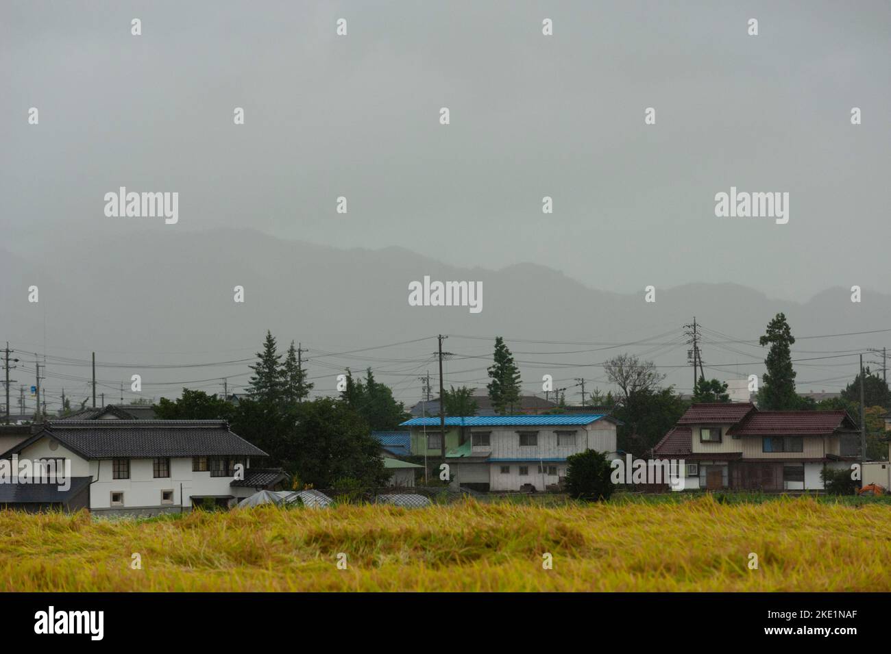 Ripening rice fields are backed by houses and the vague shape of ...