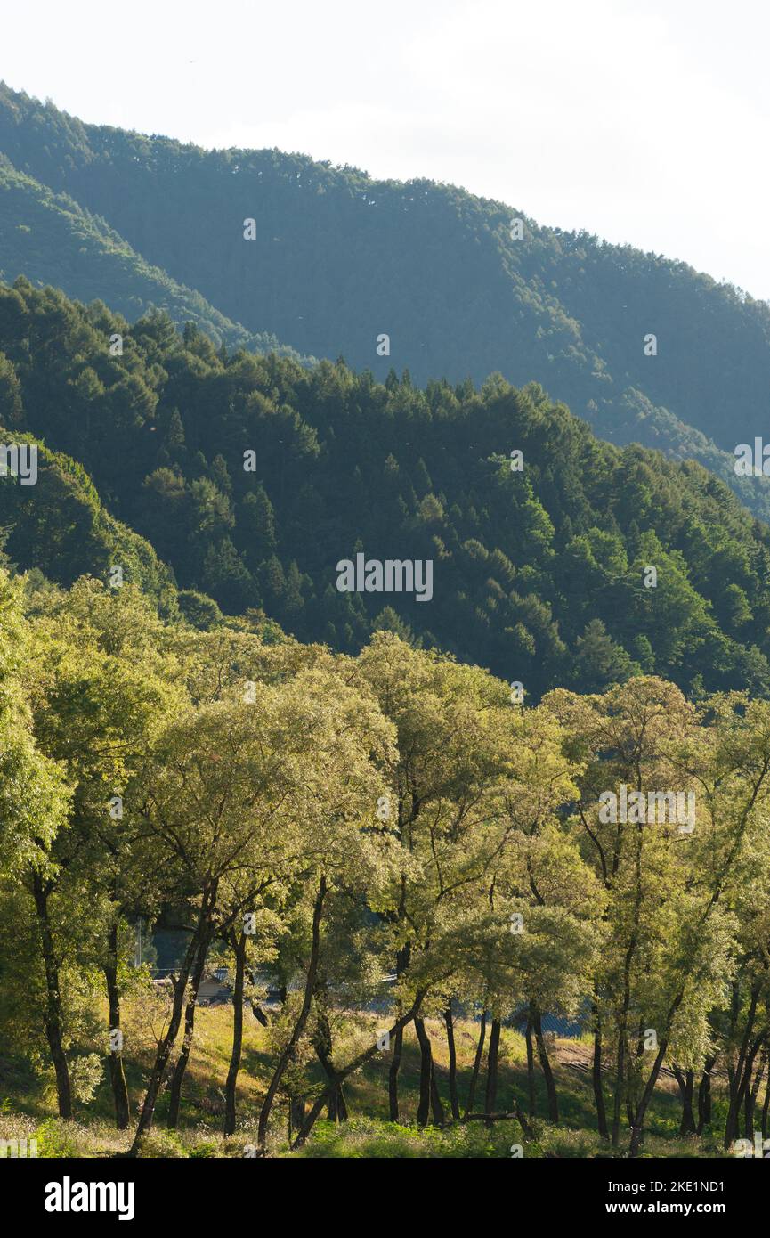 Layers of trees in the afternoon light along the Azusa River near ...