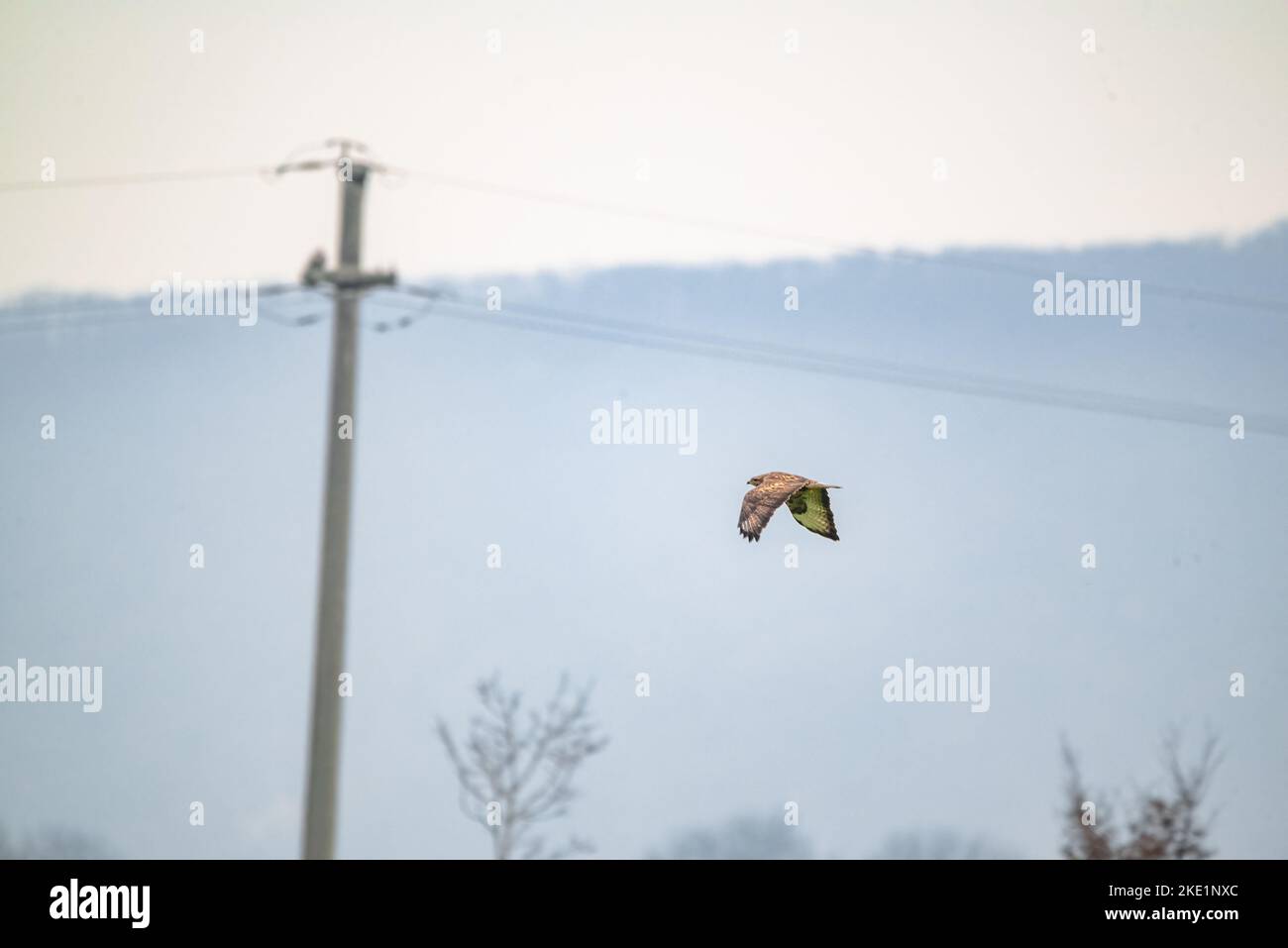 A falcon in flight near an electricity tower Stock Photo - Alamy