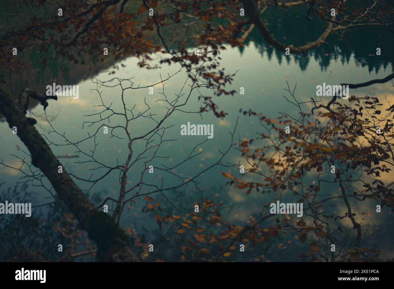 A closeup shot of reflections of tree branches in a calm pond Stock ...
