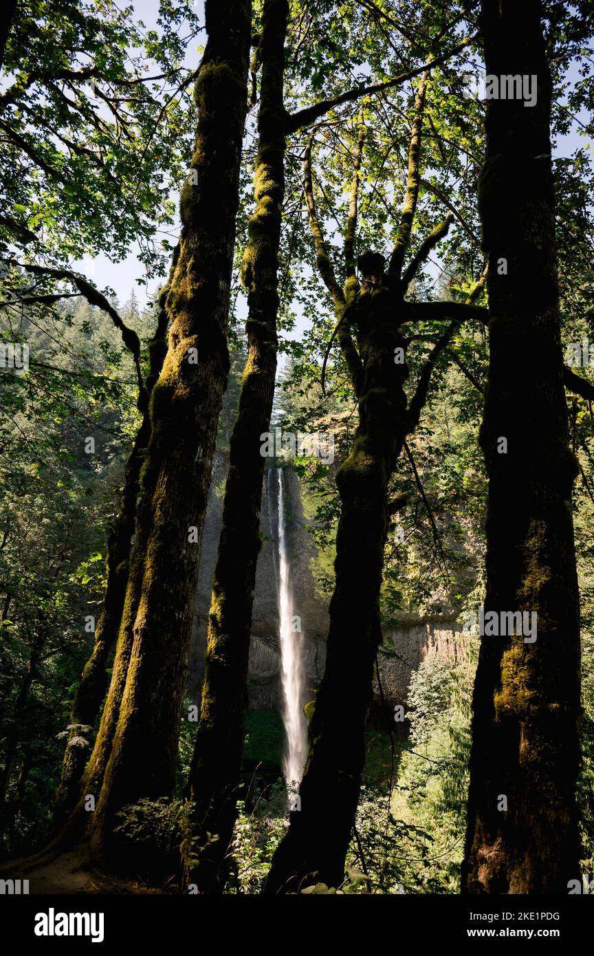 A vertical image of a waterfall in a forest in summer around Corbett ...