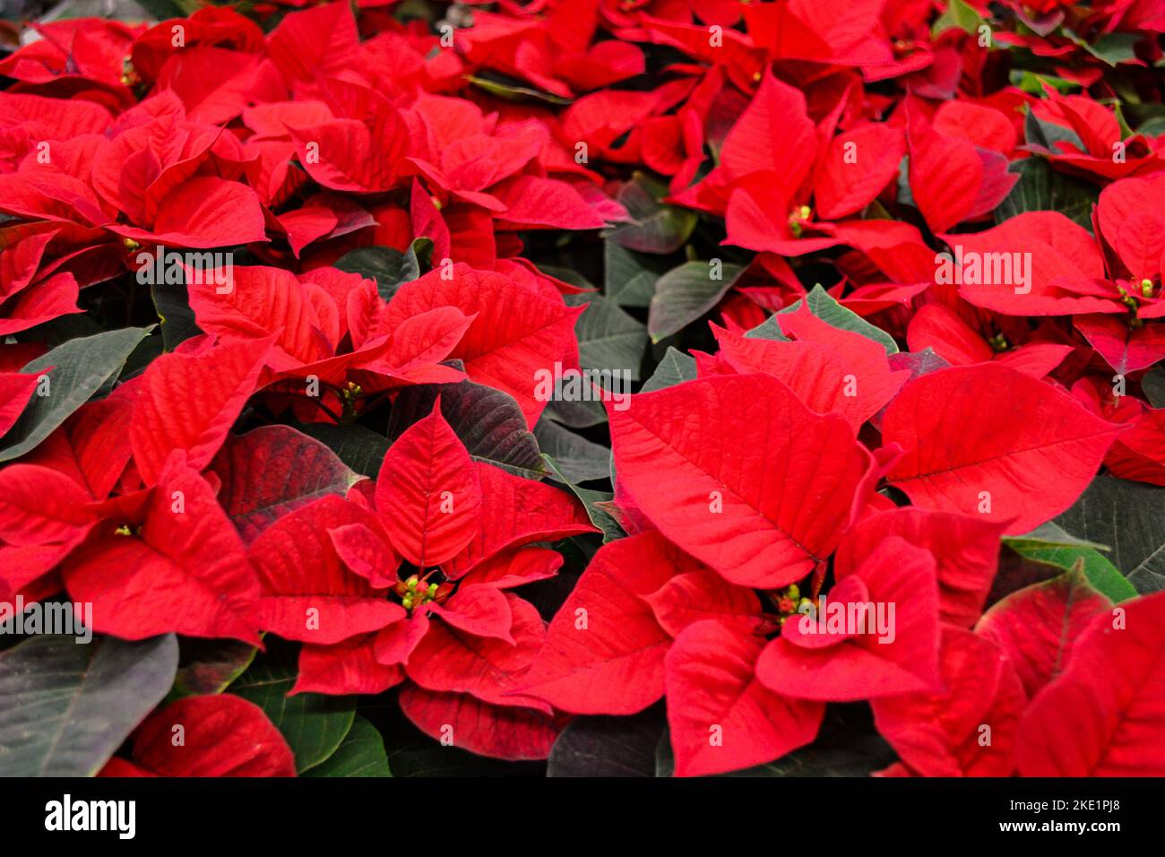 The bright red flowers of poinsettia, otherwise called the Christmas ...