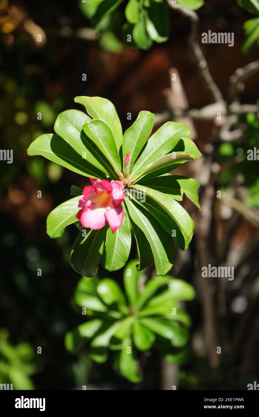A vertical closeup shot of a blooming pink adenium obesum flower with ...