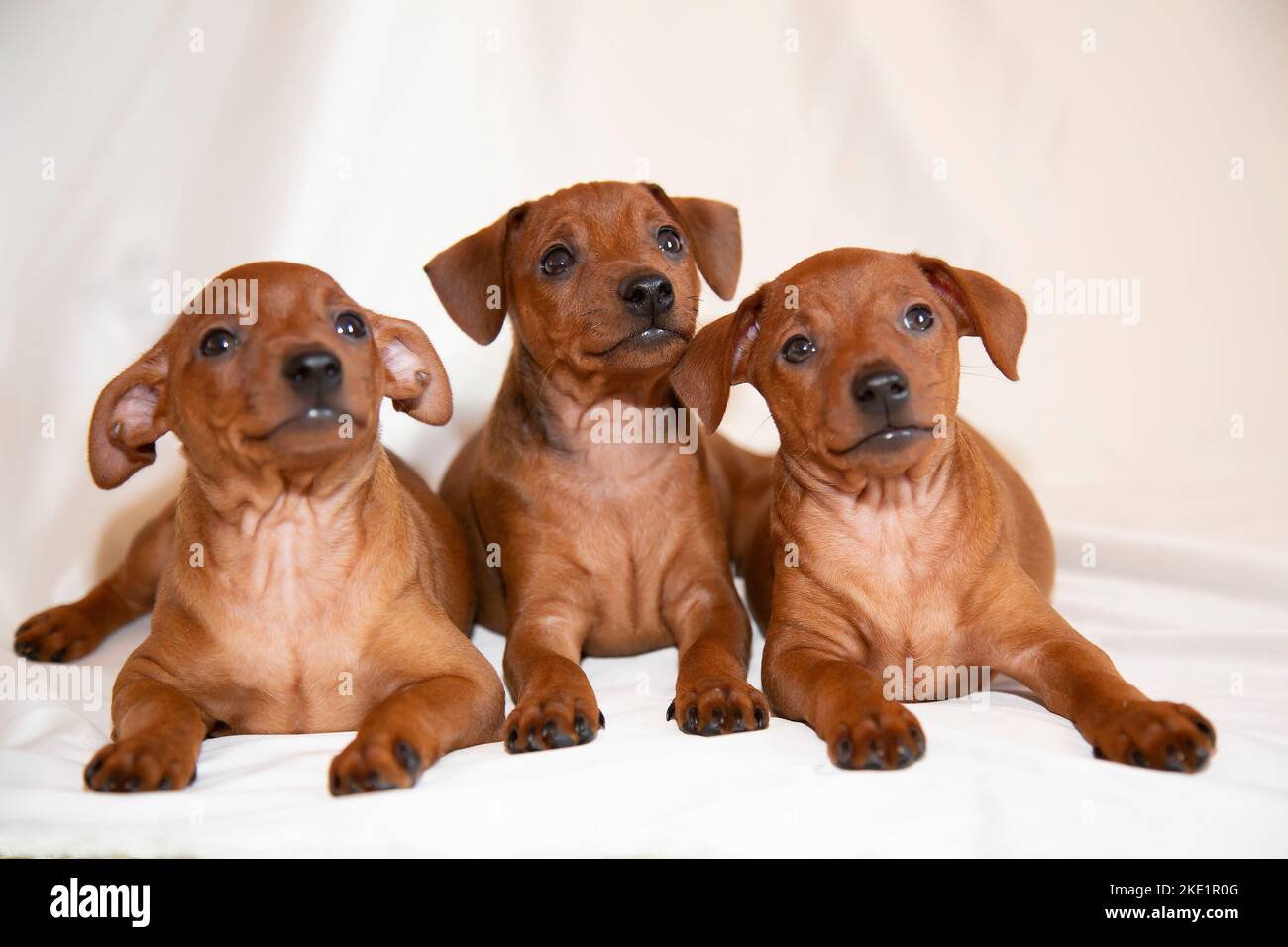 Cute puppies three from one brood are sitting. Puppies two months old ...