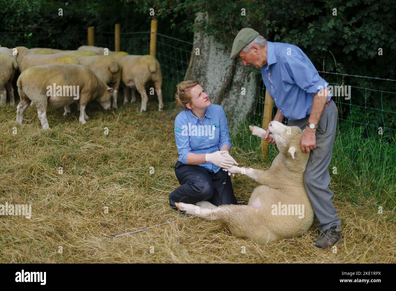 Picture By Jim Wileman - Emily Gascoigne, sheep vet, pictured on ...