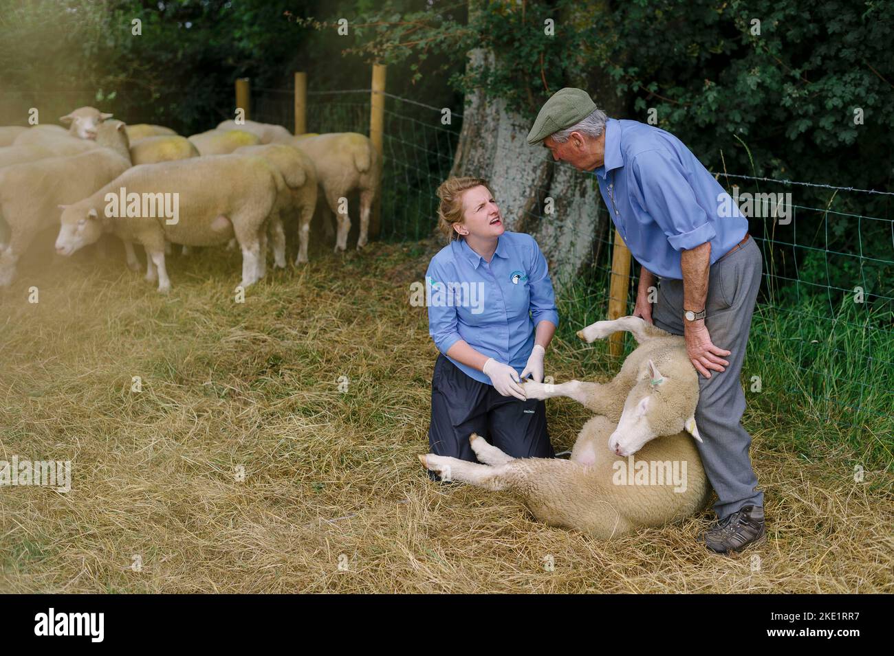 Picture By Jim Wileman - Emily Gascoigne, sheep vet, pictured on ...