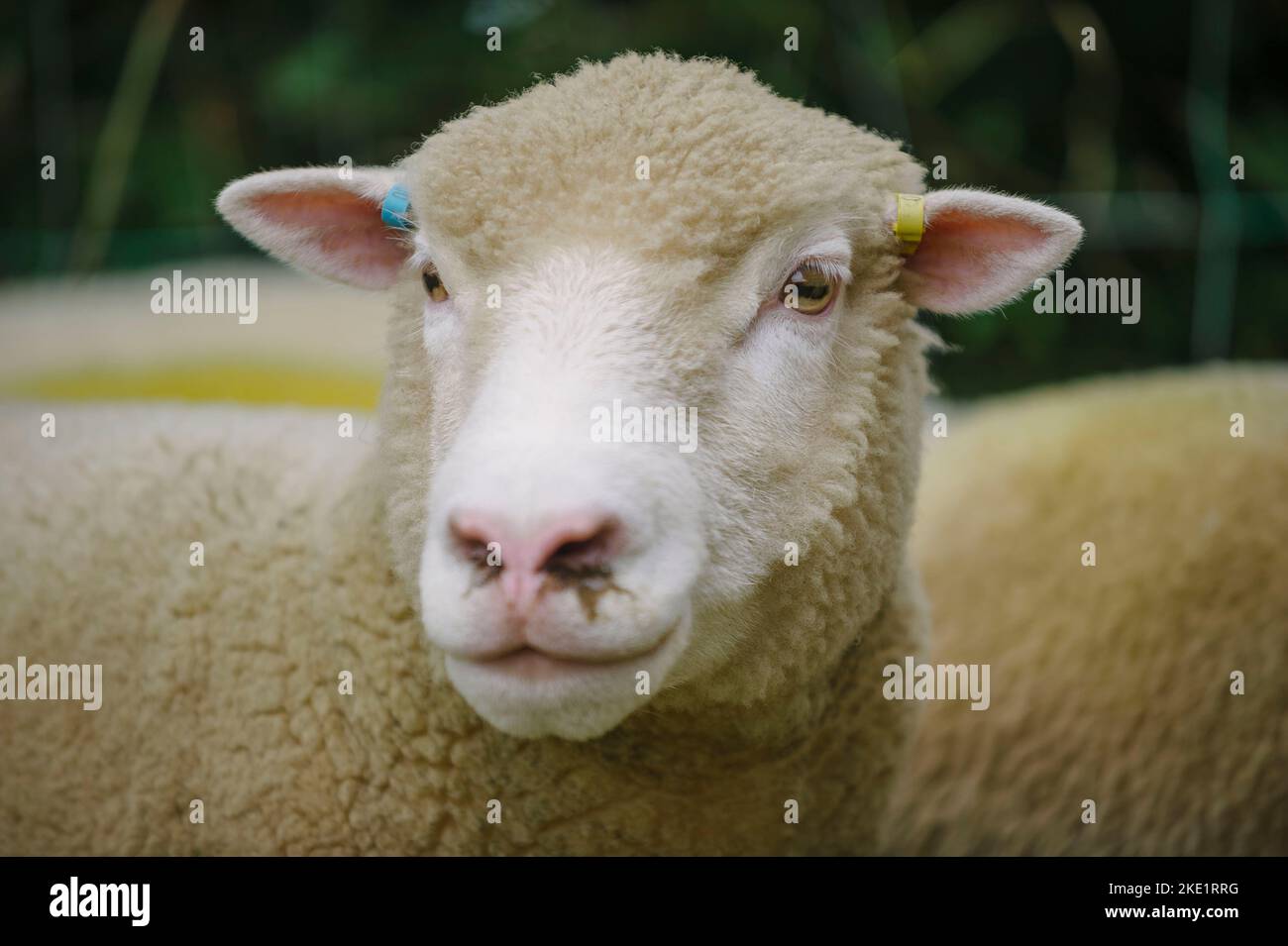 Poll Dorsets, sheep of the Chinnock Flock Stock Photo - Alamy