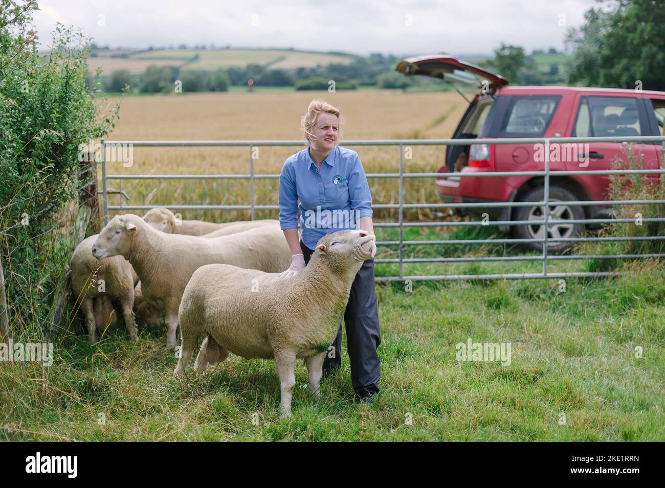 Picture By Jim Wileman - Emily Gascoigne, sheep vet, pictured on ...