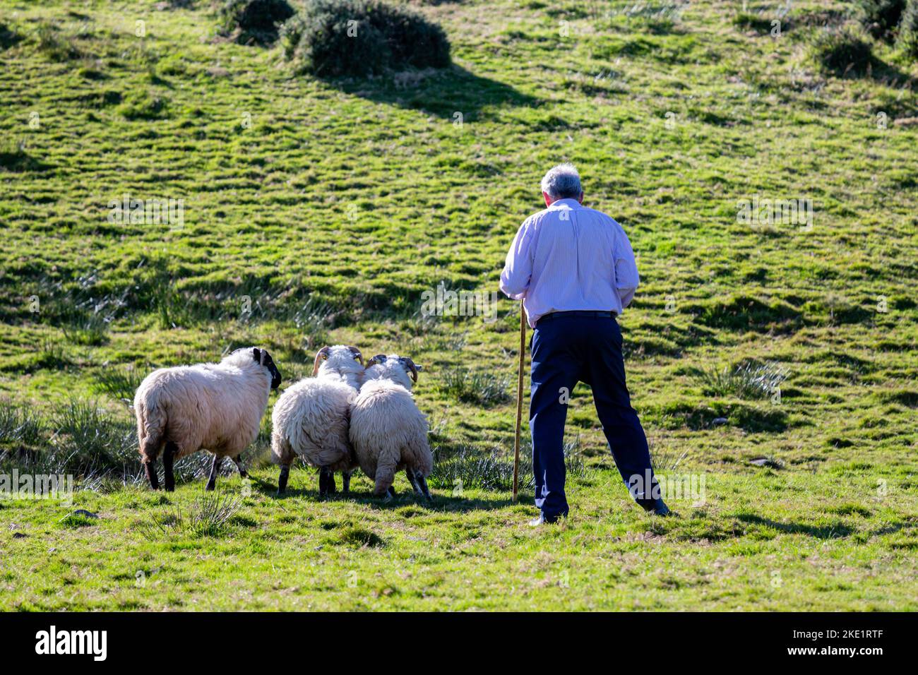 A shepherd looking at his sheep in the meadows Stock Photo - Alamy