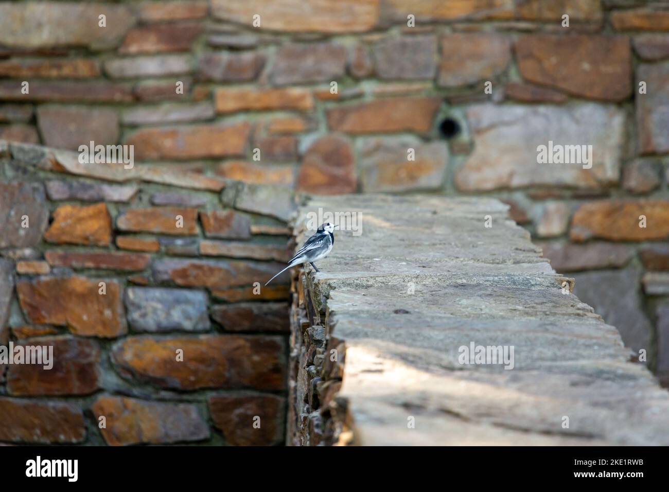 A small bird perching on the brick fence Stock Photo - Alamy