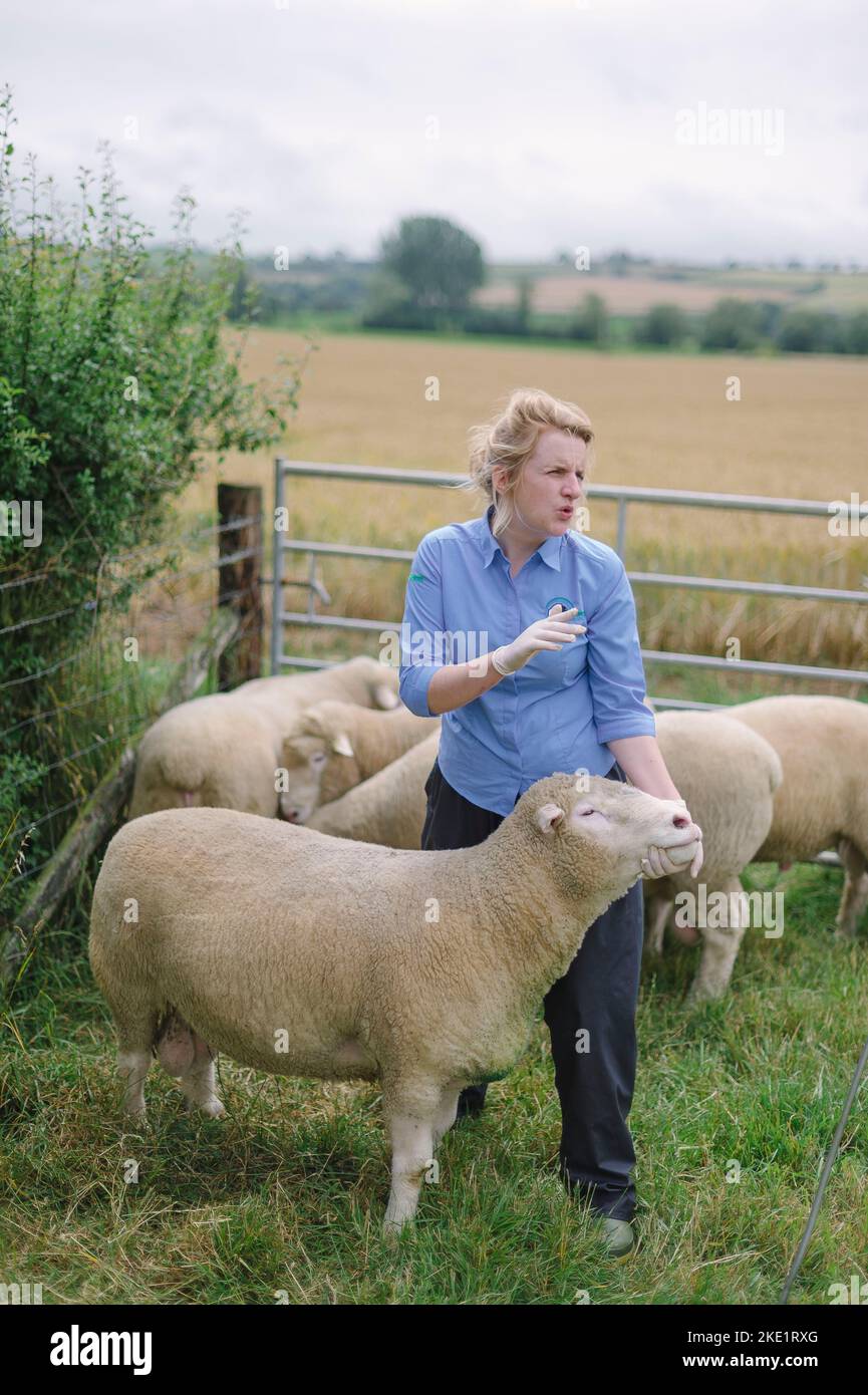 Picture By Jim Wileman - Emily Gascoigne, sheep vet, pictured on ...