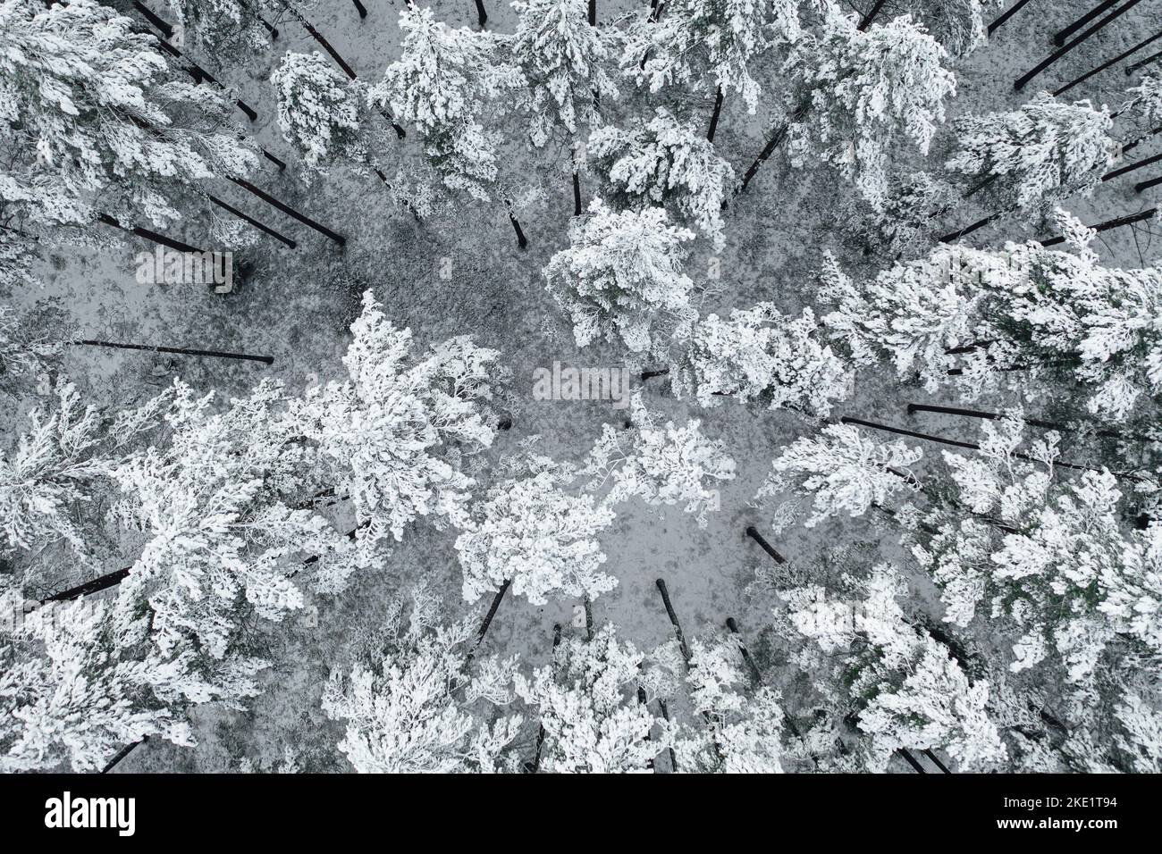 A Top down view of high snowy trees. Trees in the snow. Aerial view on ...