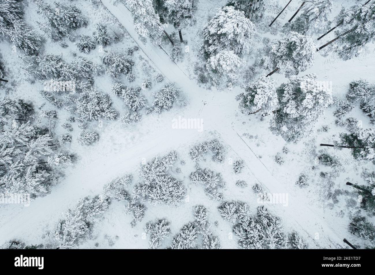 An aerial view of snow-covered pine trees in a forest during winter ...