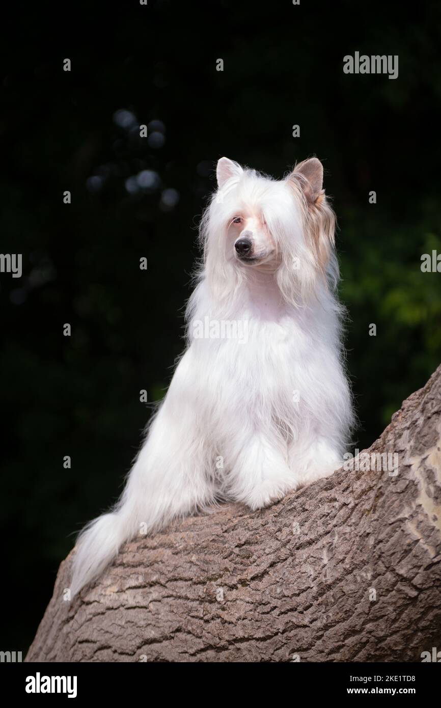 White fluffy dog of the Chinese crested breed stands on the trunk of a ...