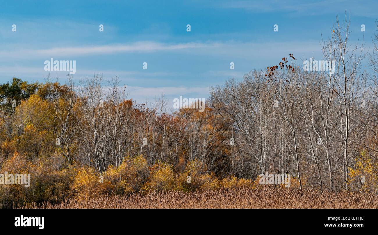 Trees in the forest are starting to lose their leaves along the Rock ...