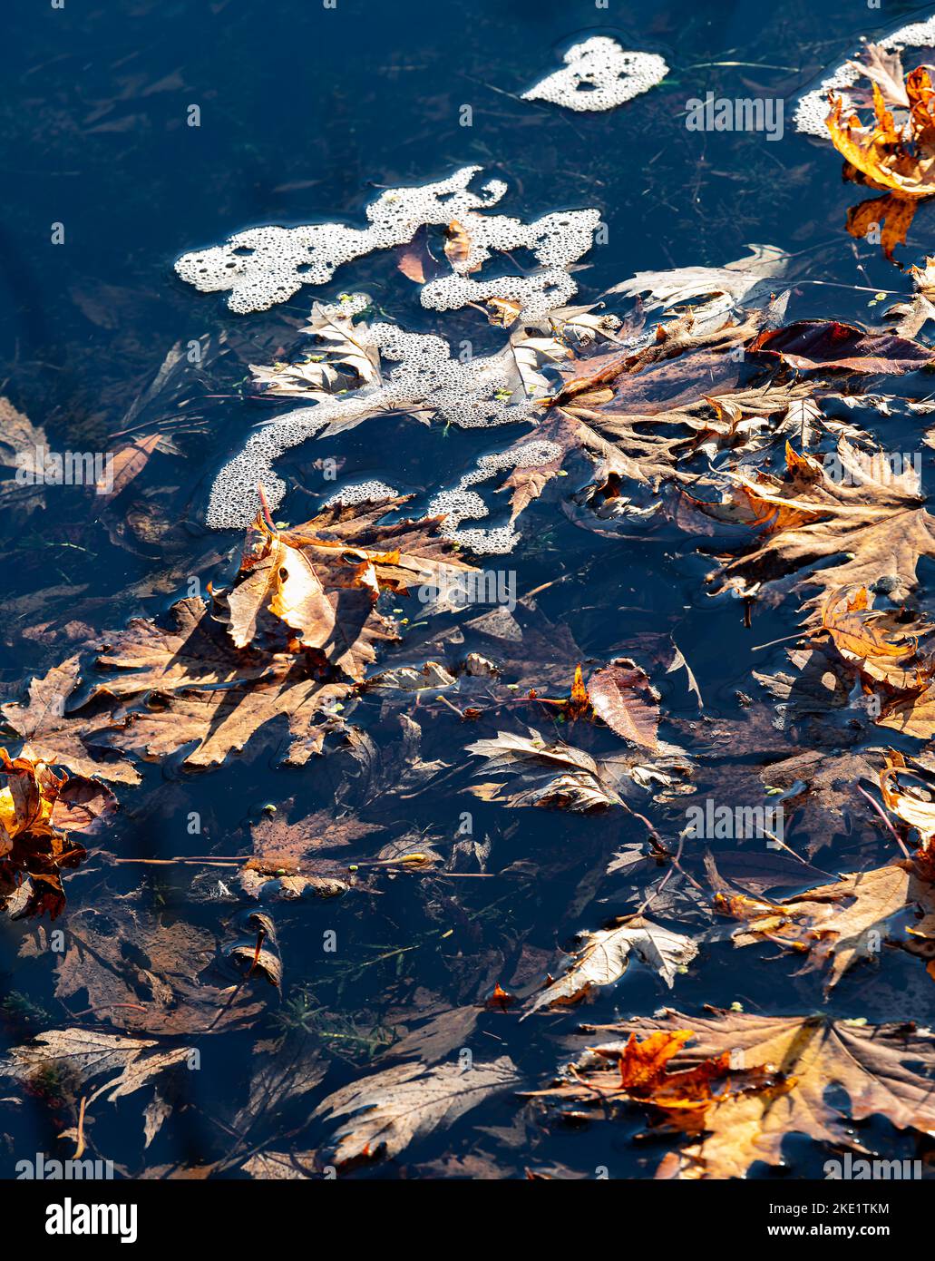 Leaves on the surface of the creek and foam dots create patterns and ...