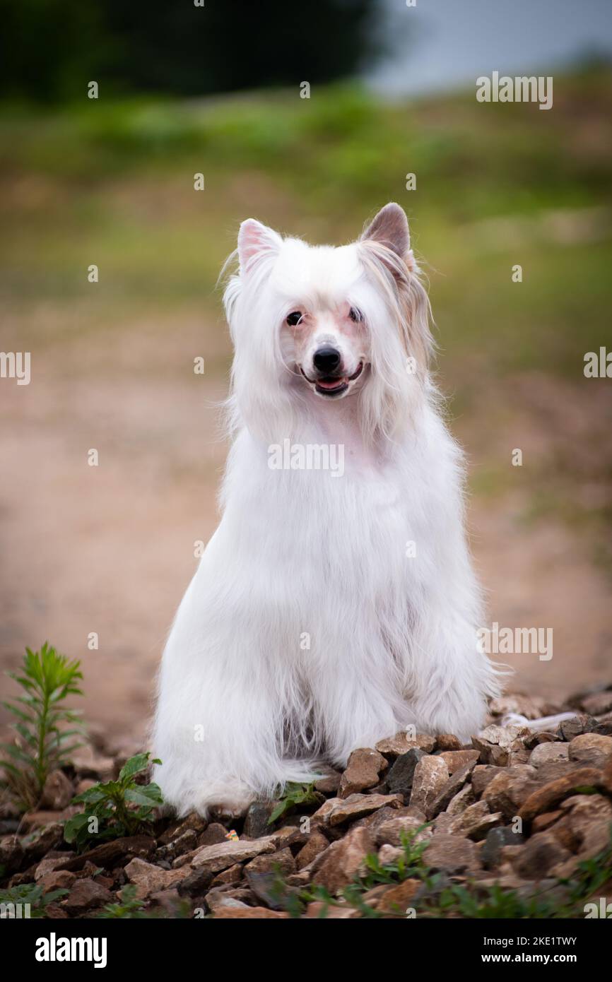 White fluffy dog of the Chinese crested breed stands on the rocks in ...