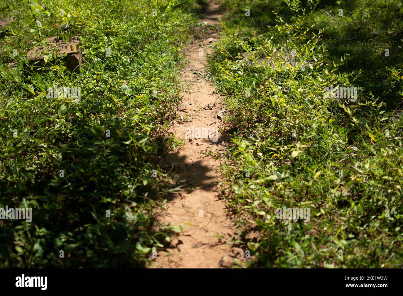 walking path through the dense forest Stock Photo - Alamy