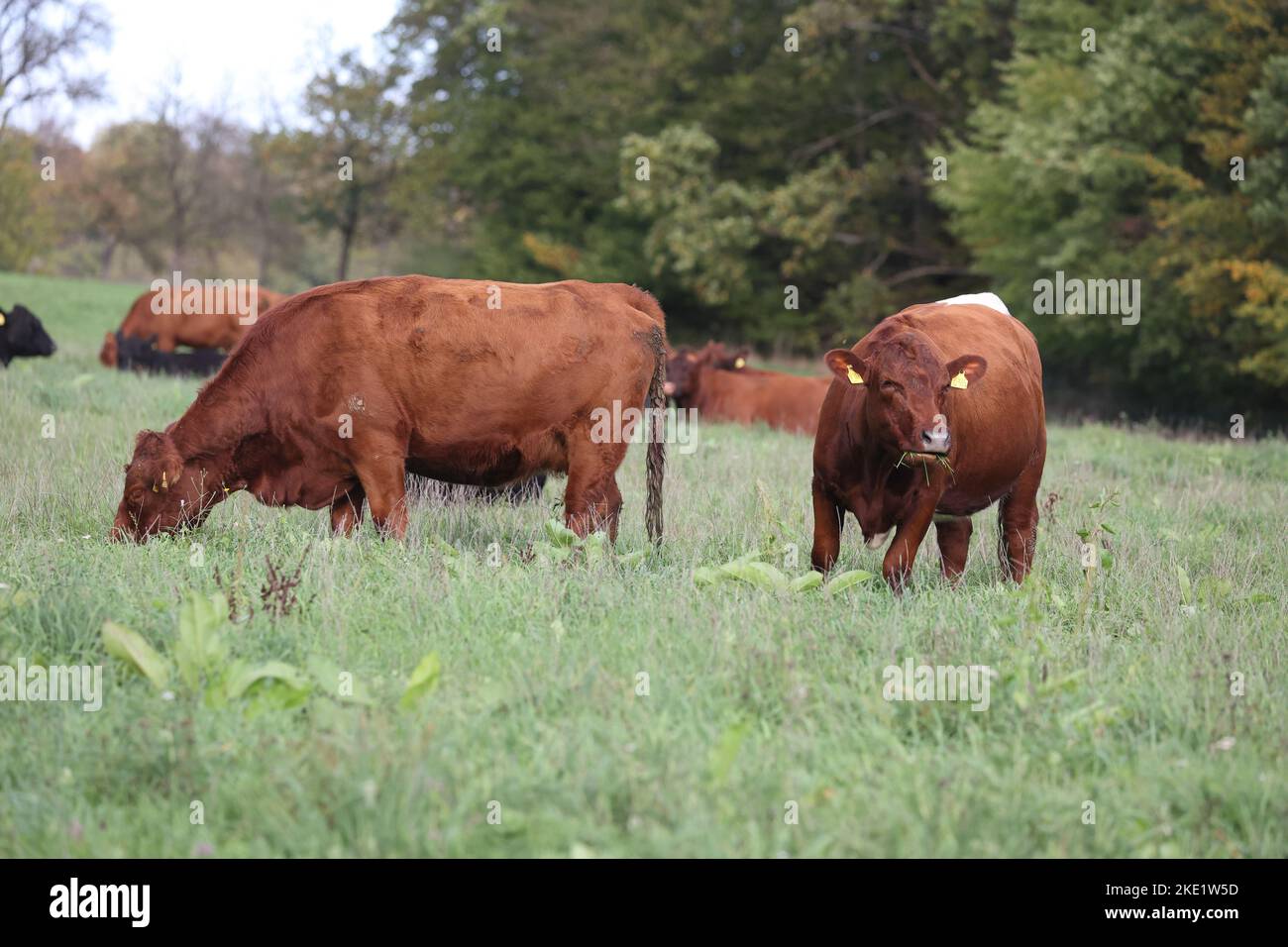 Bull grassing hi-res stock photography and images - Alamy